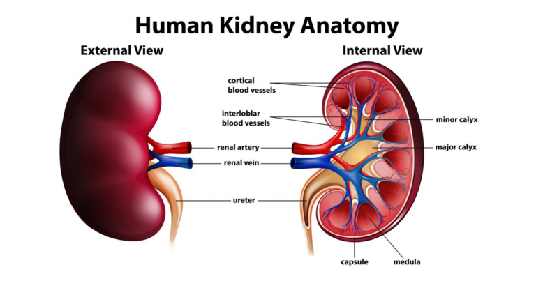 A Wonderful Organ Kidney – India Renal Foundation
